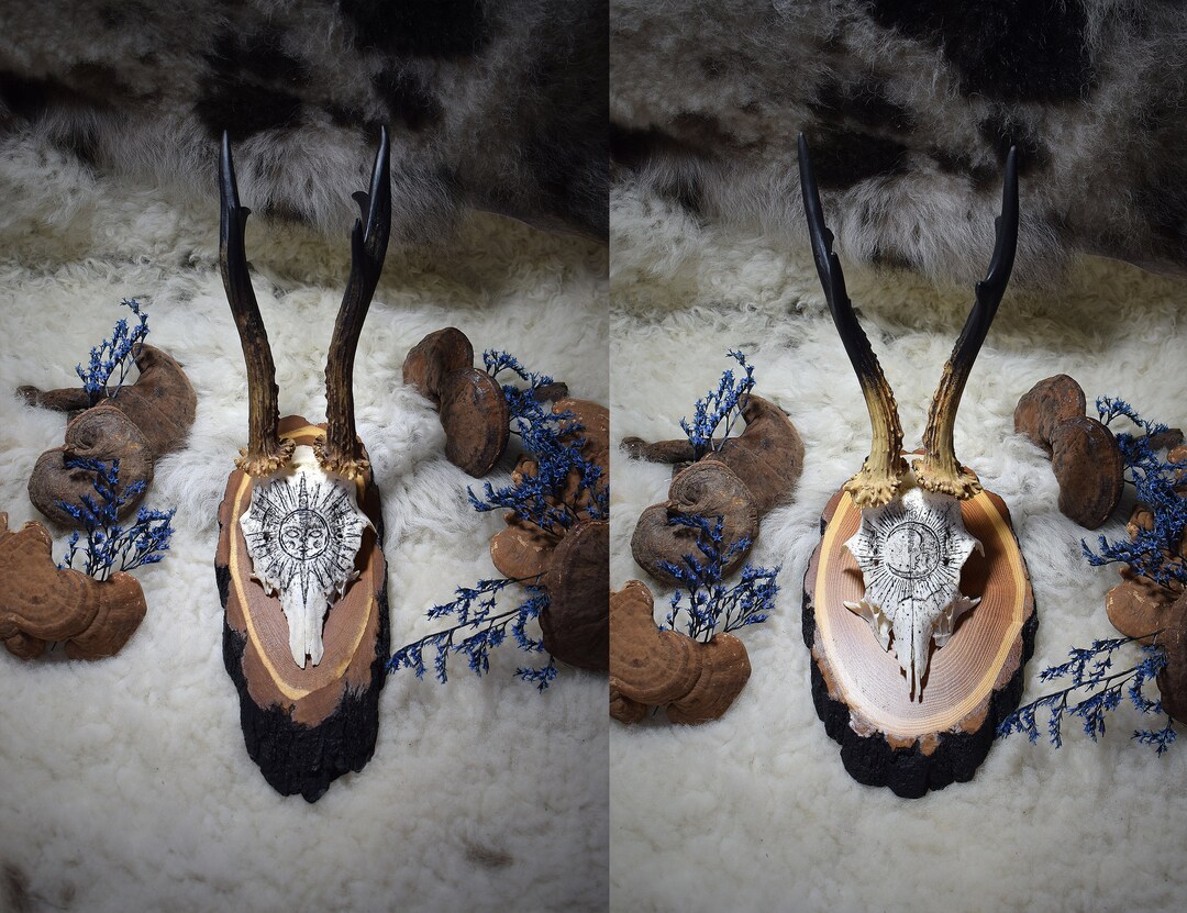 Roe Deer Skull Mounted on Wooden Shield + Carving Option - Taxidermy ...