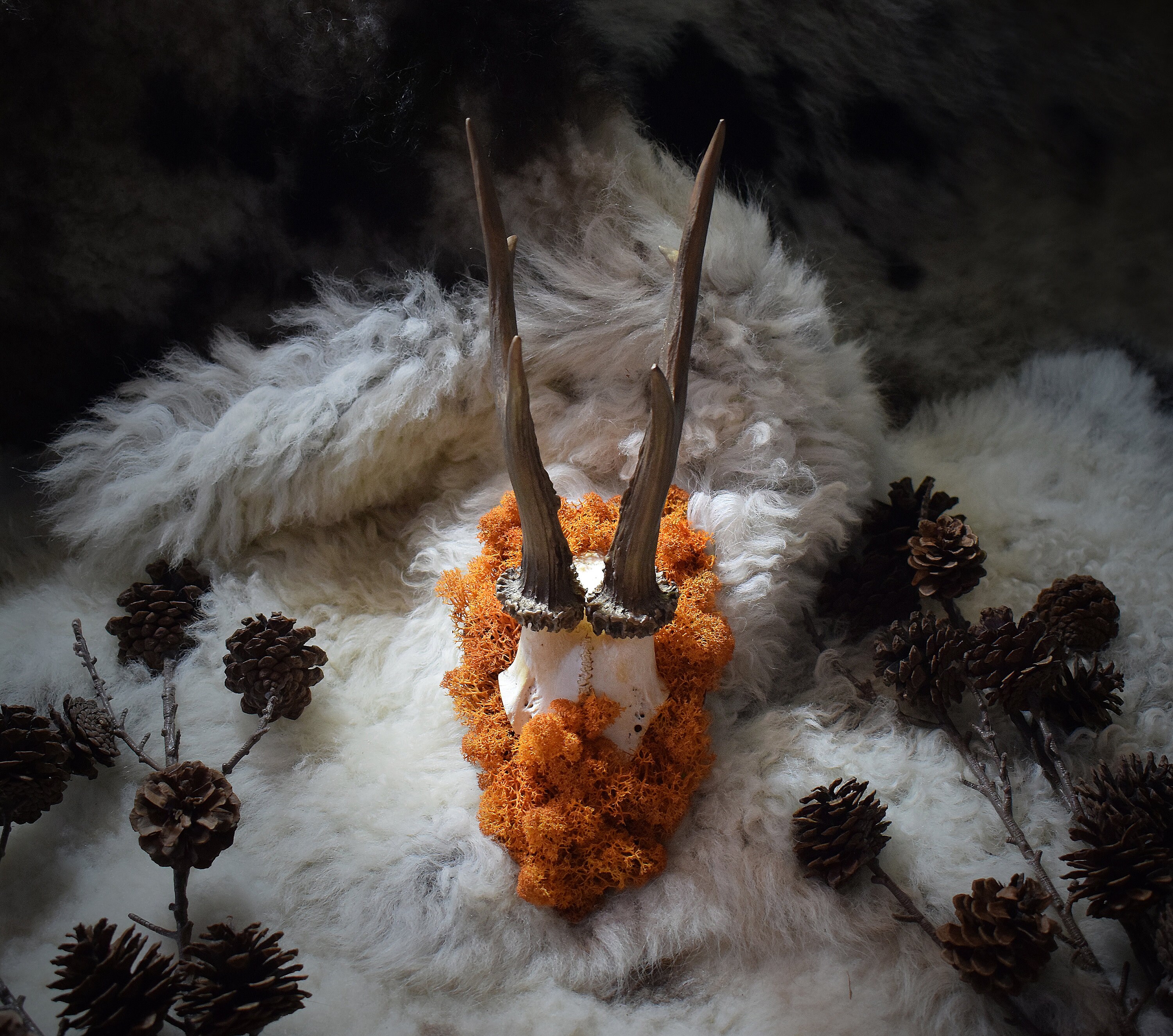 Moss Decorated Deer Skull Orange Natural Preserved Moss on Wooden ...