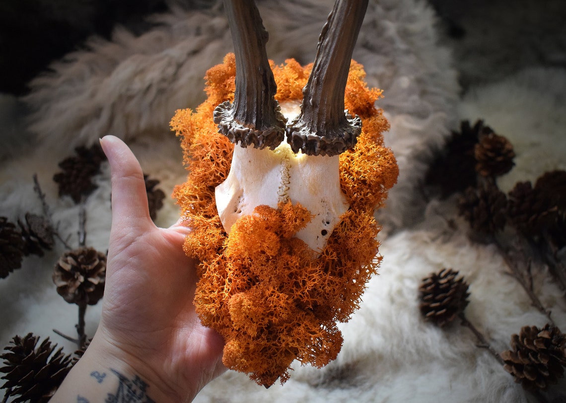 Moss Decorated Deer Skull Orange Natural Preserved Moss on Wooden ...