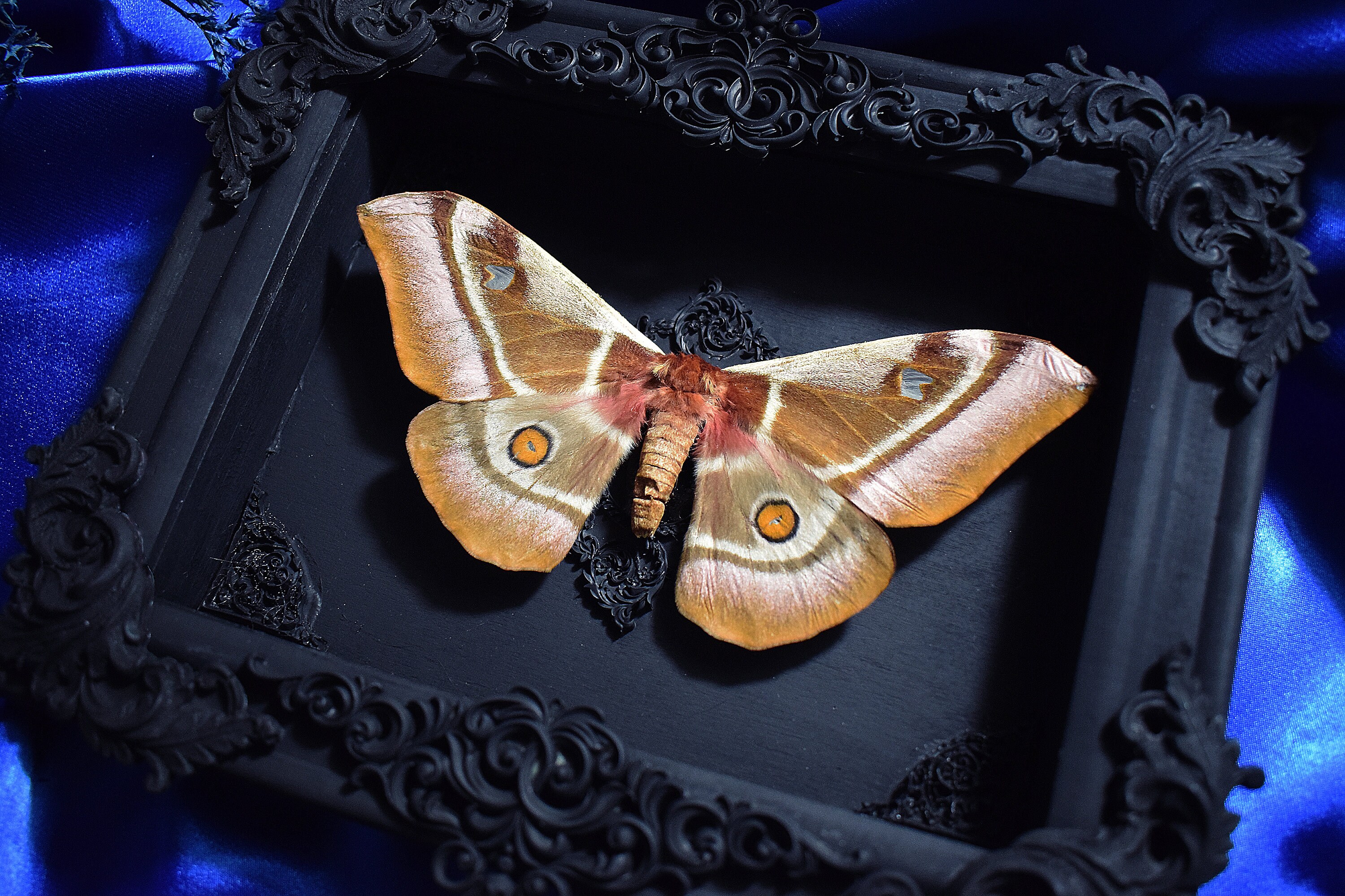Giant Beautiful Saturn Moth Genuine Large Moth bunaea Aslauga in Shadow ...