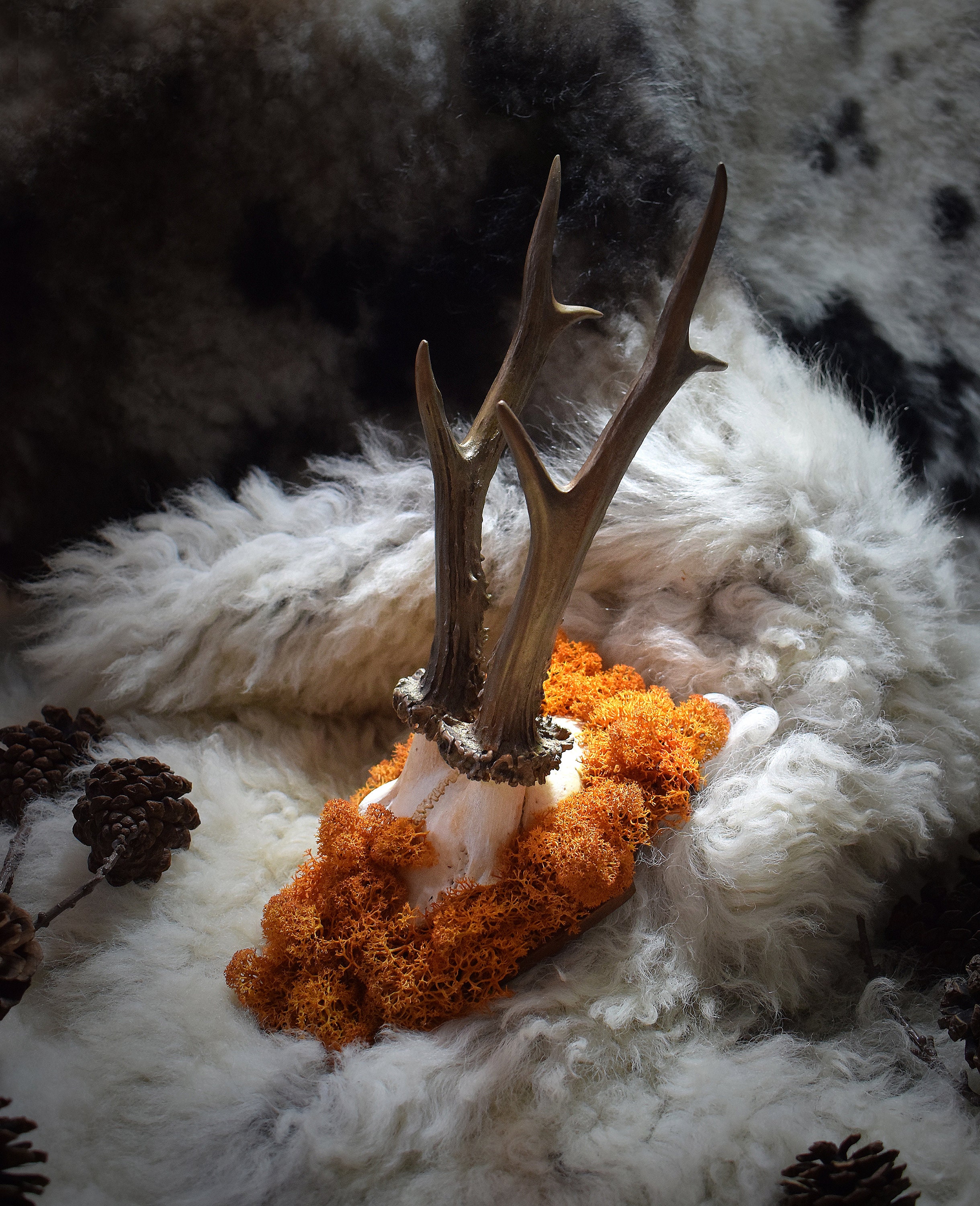 Moss Decorated Deer Skull Orange Natural Preserved Moss on Wooden ...