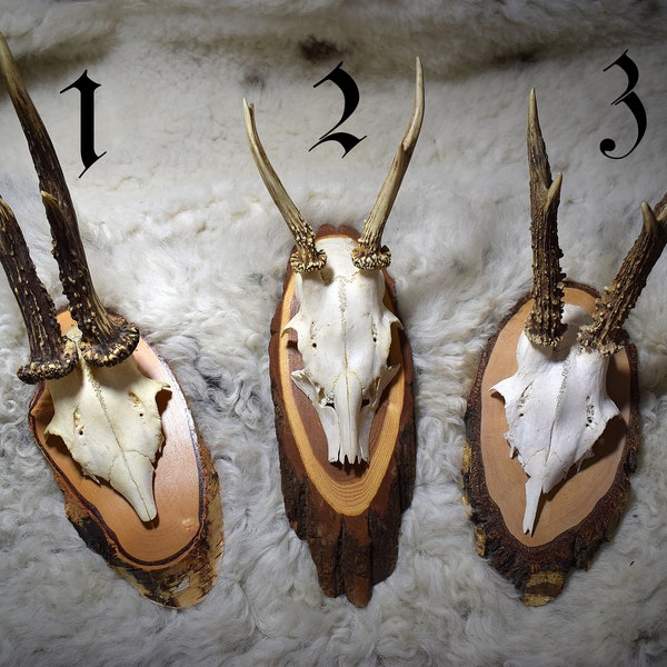 Taxidermy Shield Mount - Etsy