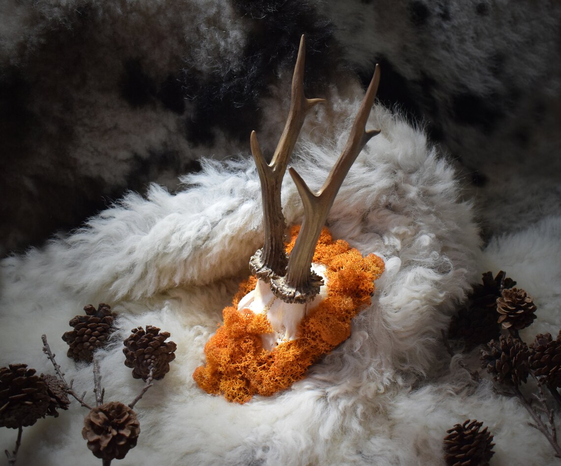 Moss Decorated Deer Skull Orange Natural Preserved Moss on Wooden ...