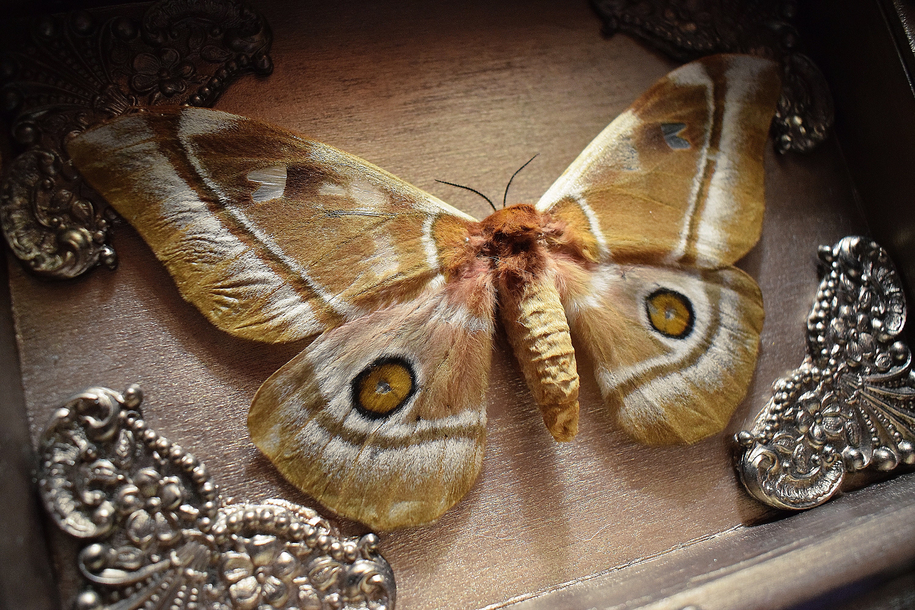 Giant Beautiful Saturn Moth Real Mothbunaea Aslauga in Shadow Box With ...