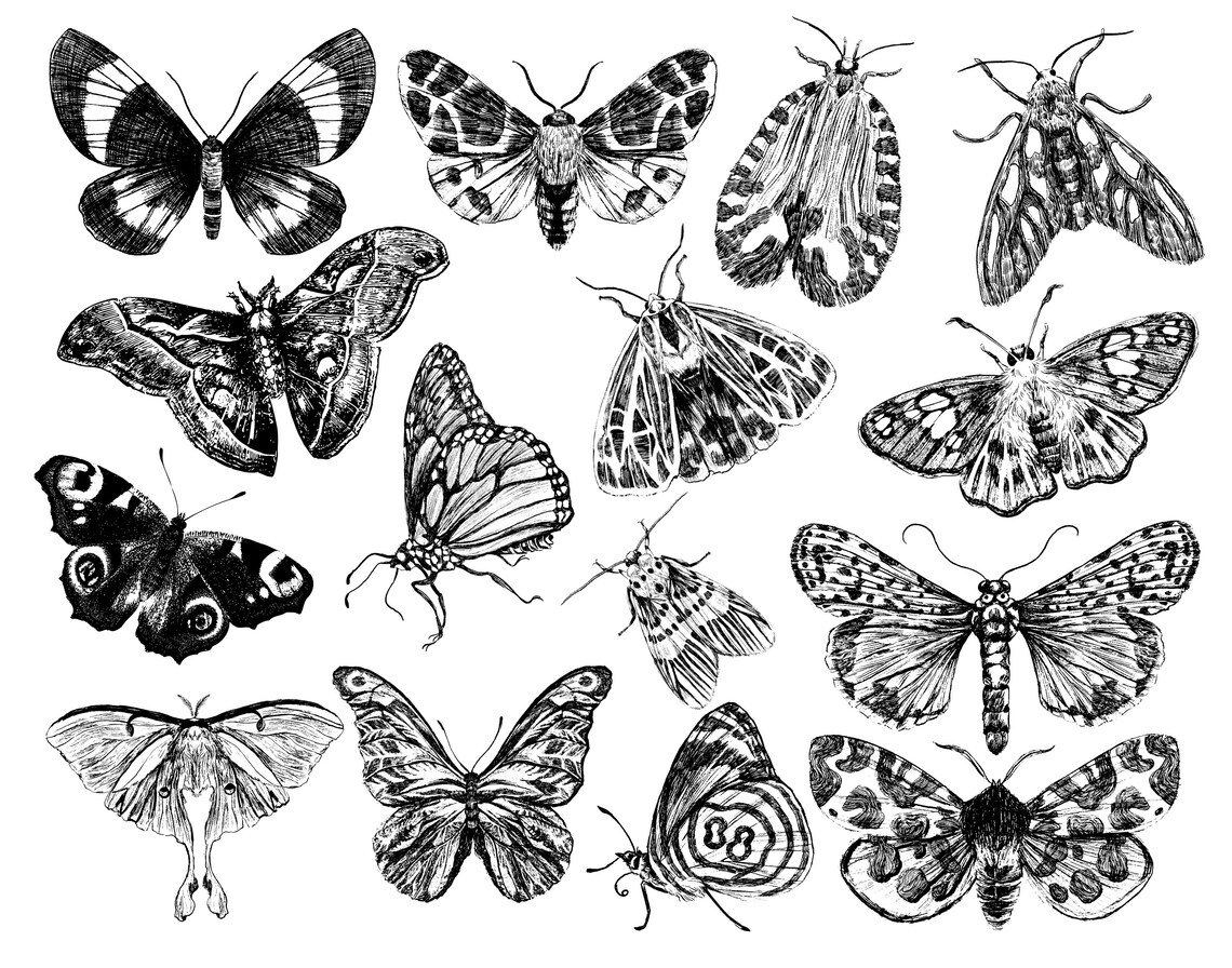 Procreate Insect Stamp Pack - Brushes for iPad | Bugs - Birds ...