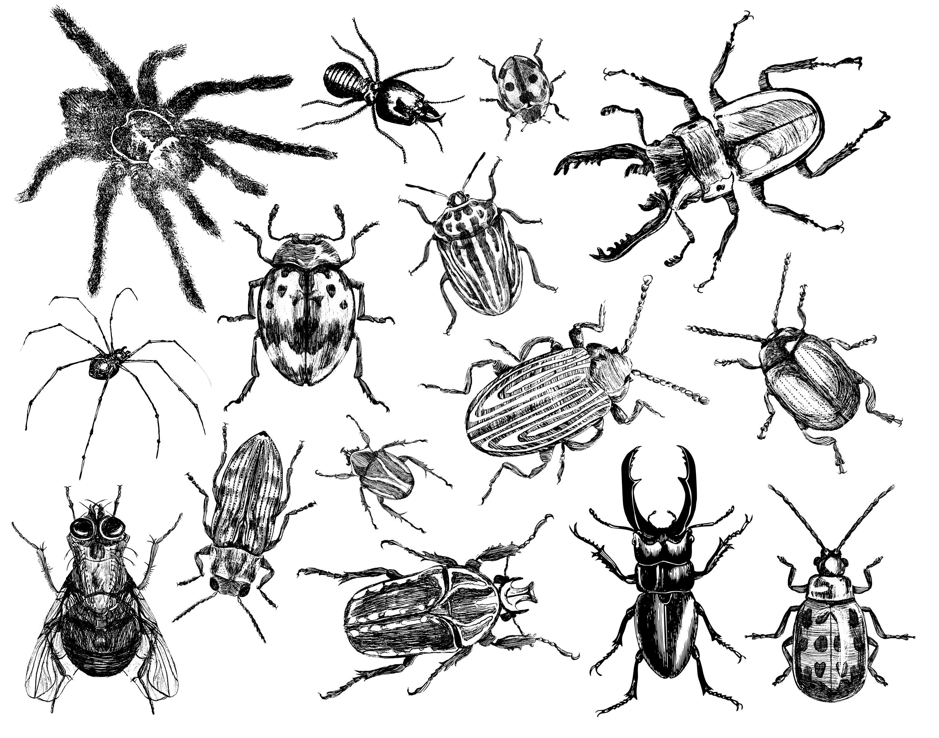 Procreate Insect Stamp Pack - Brushes for iPad | Bugs - Birds ...