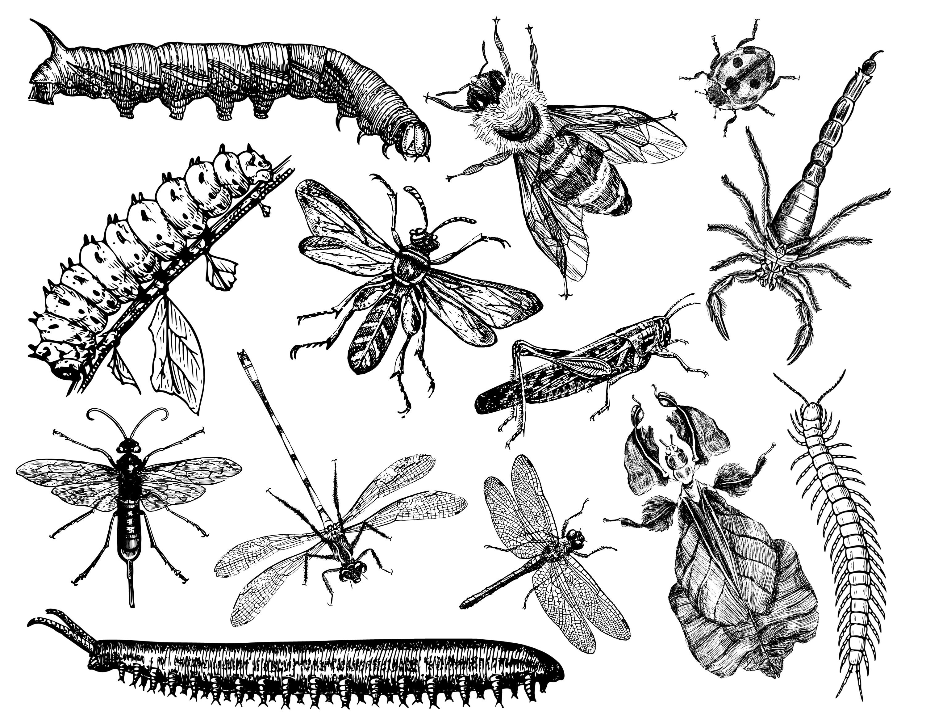 Procreate Insect Stamp Pack - Brushes for iPad | Bugs - Birds ...