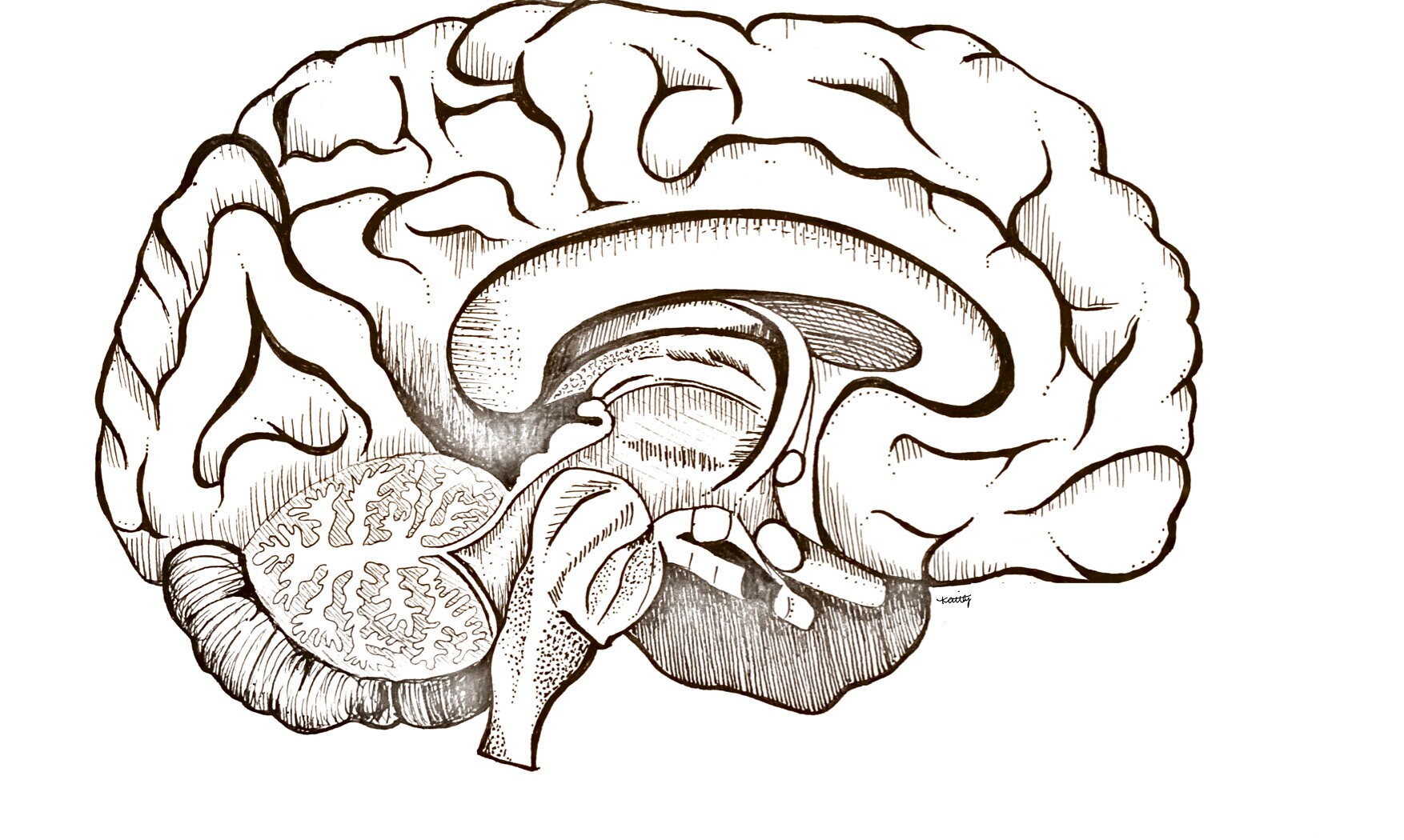Handdrawn Neuroanatomy Brain Sketch | Etsy