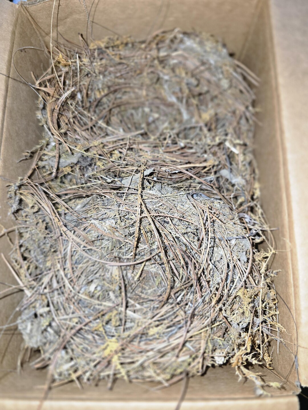 Two Bird Nests - Etsy