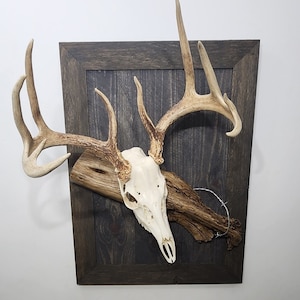 European Mount - Etsy