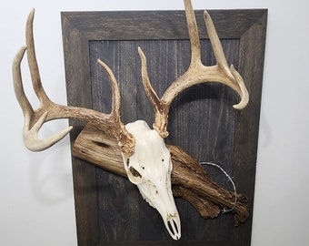 European Plaque - Etsy