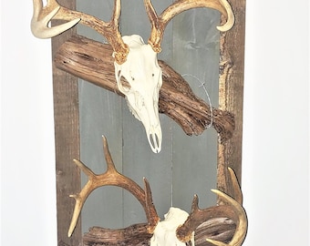 European Taxidermy Mount Skull Hanger Bracket Deer Bear Wolf Wild Boar ...