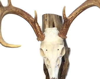 European Mount - Etsy