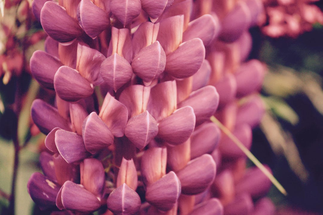 Lupinus 'masterpiece' Photo - Etsy