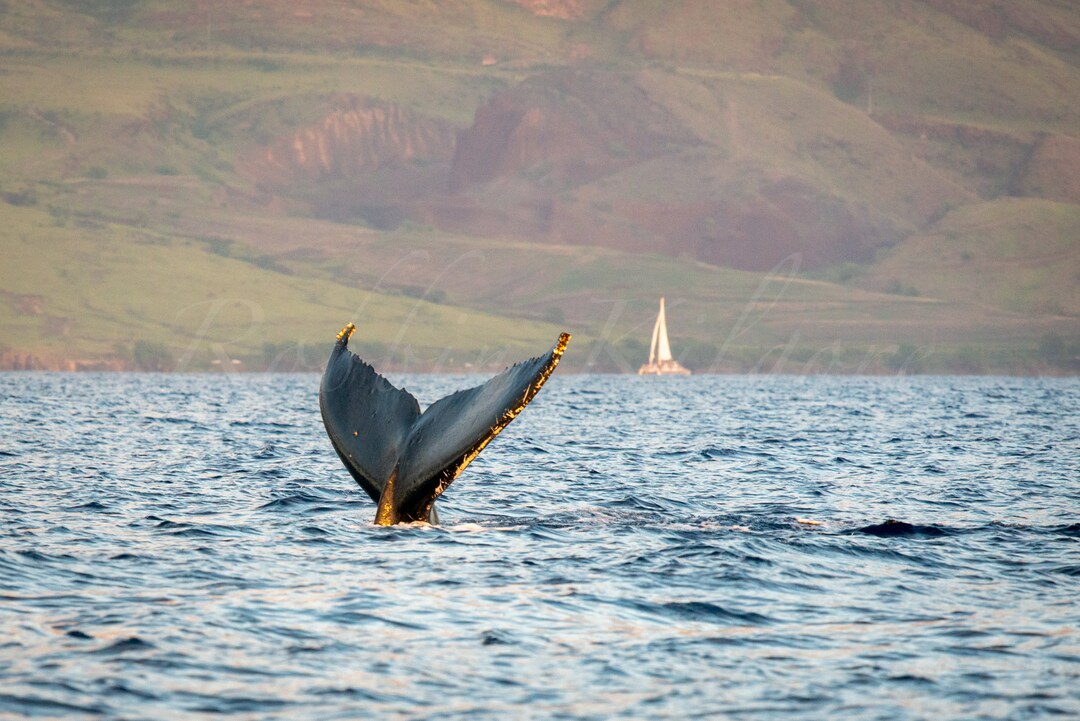 Humpback Whale Tail 4 – Fine Art Color Photography - Etsy