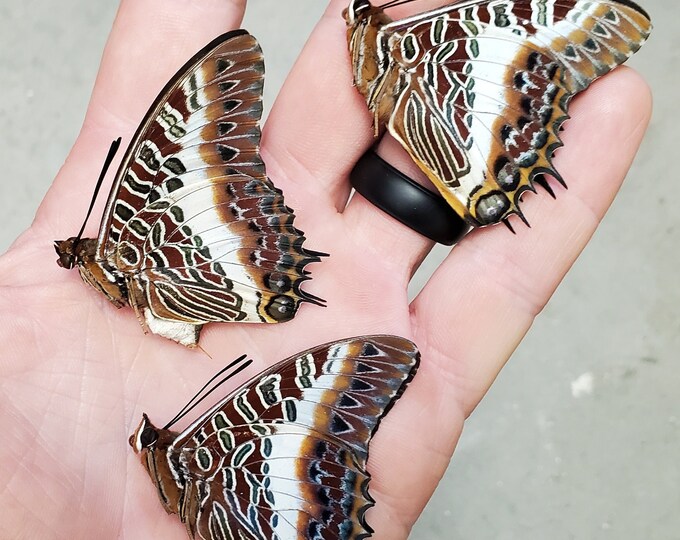 Anaea Ryphea One Real Butterfly Red Pink Peru - Etsy