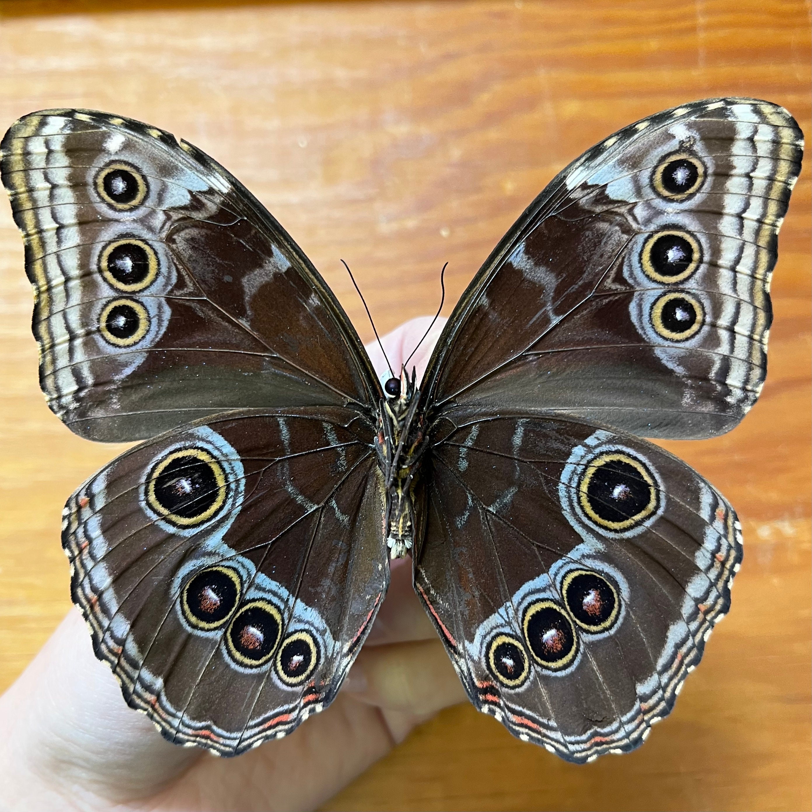 Blue Morpho Butterfly Morpho Helenor Unmounted/unspread - Etsy