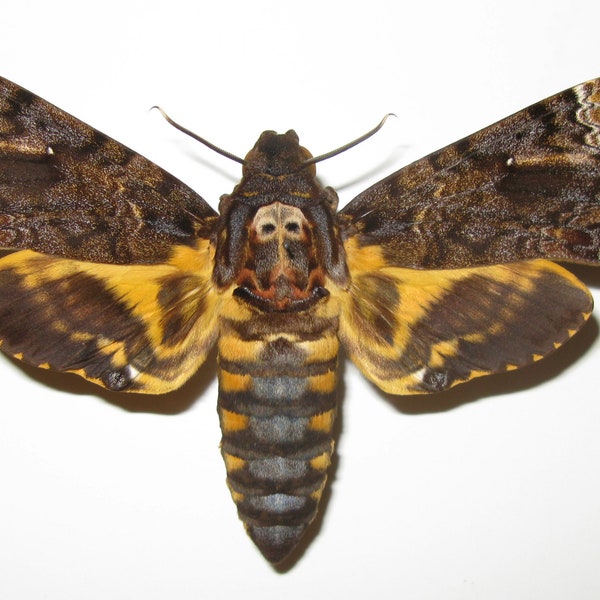 Death Head Moth - Etsy