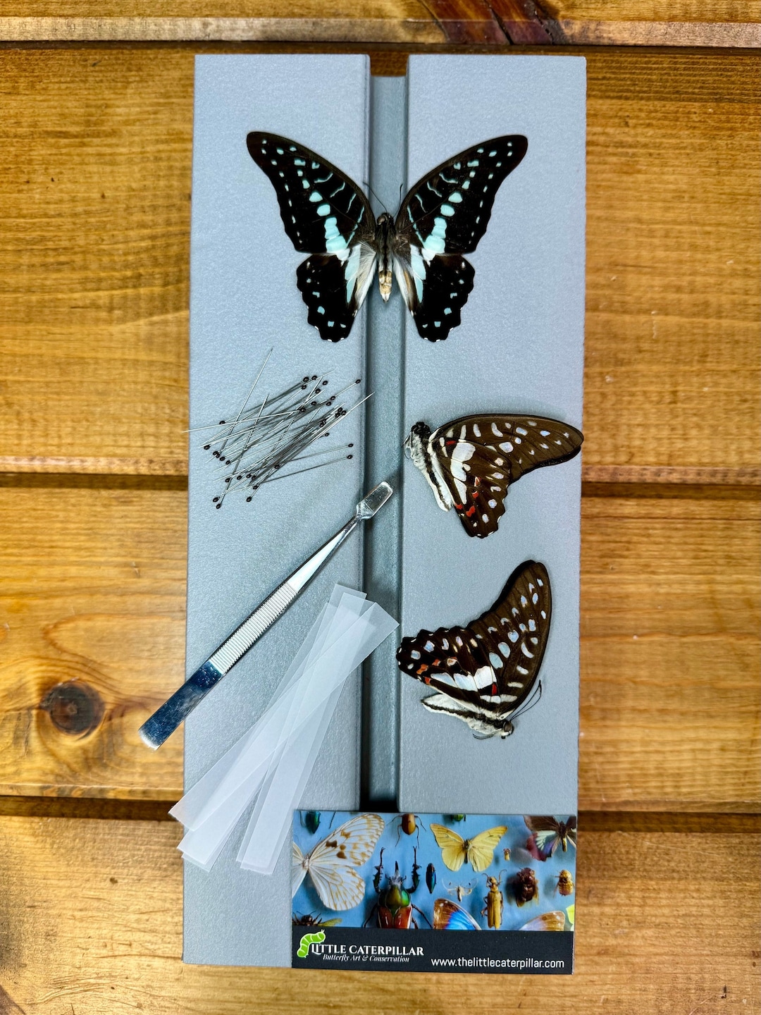 Complete Butterfly Mounting Kit With Spreading Board, PRESERVED ...