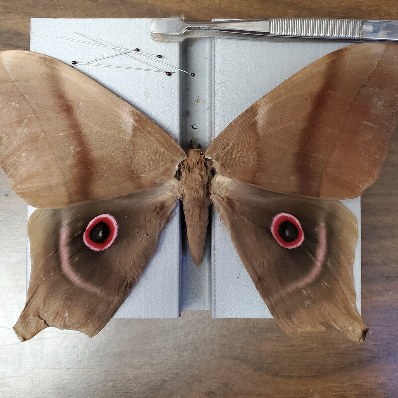 Pink Moth - Etsy