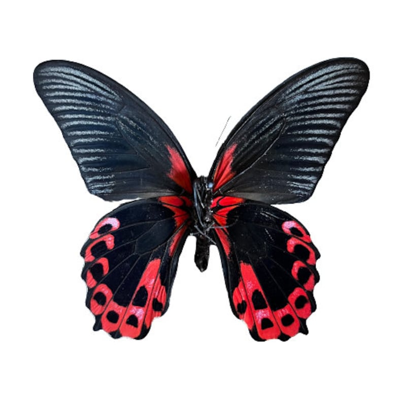 Scarlet Mormon Butterfly Papilio Rumanzovia Red Swallowtail Real ...