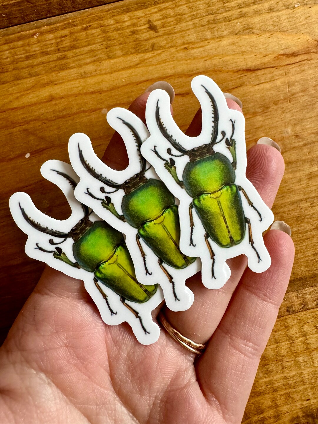 Sawtooth Stag Beetle Vinyl STICKER 'lamprima Adolphinae' LIFE-SIZE ...