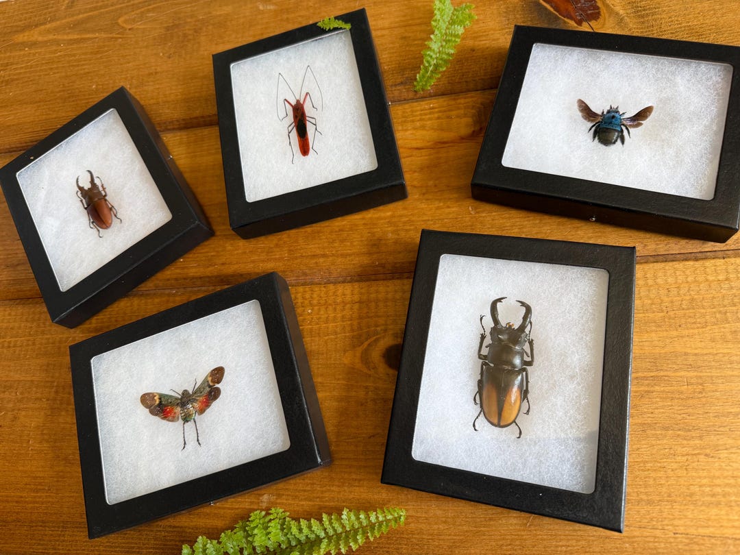 Framed Bugs and Beetles! Spread Specimens in Riker Mount Frames Insect ...