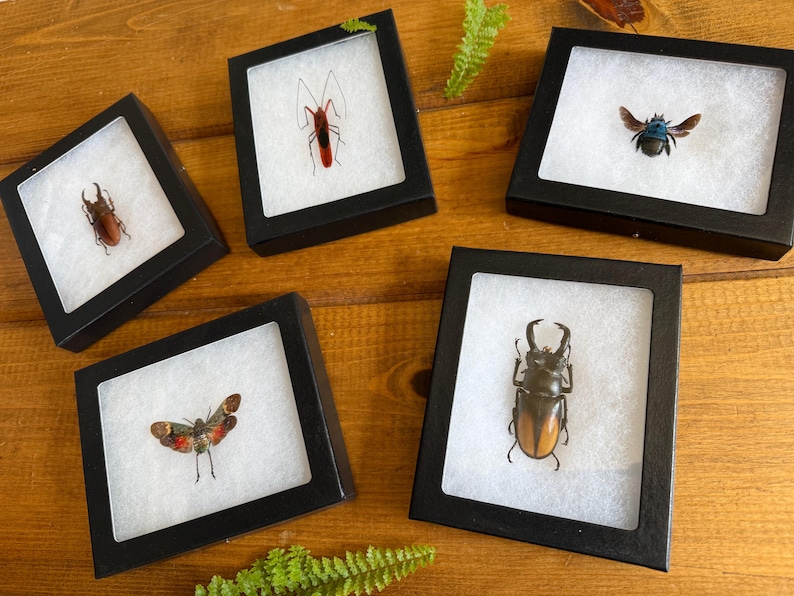 Framed Bugs and Beetles! Spread Specimens in Riker Mount Frames Insect ...