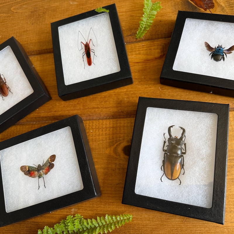 Bug Specimen Frames - Etsy