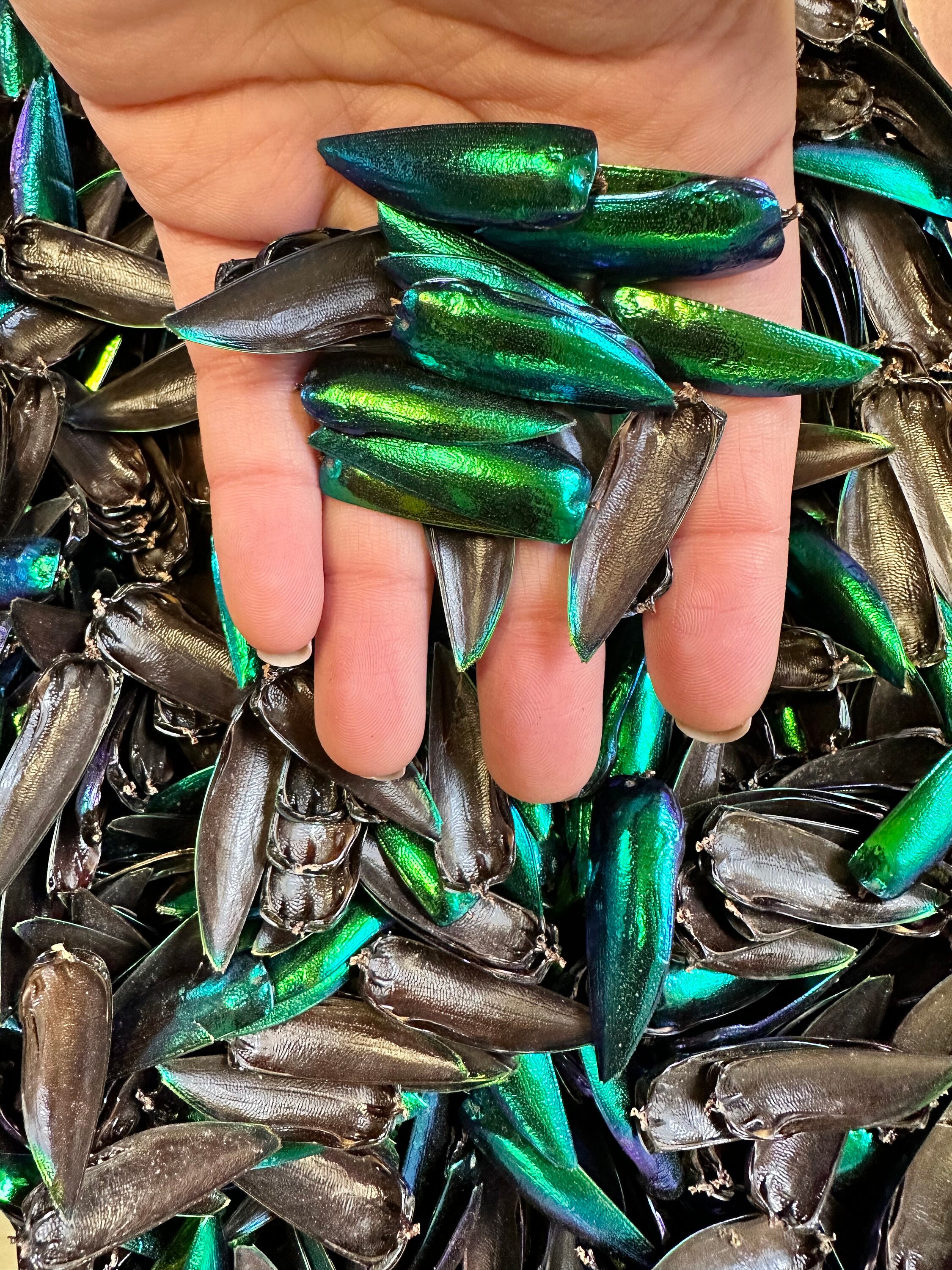 Jewel Beetle Elytra for Art Crafts Jewelry REAL - Etsy