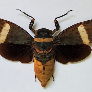 REAL Giant Black Cicada Tosena Albata SPREAD Insect - Etsy