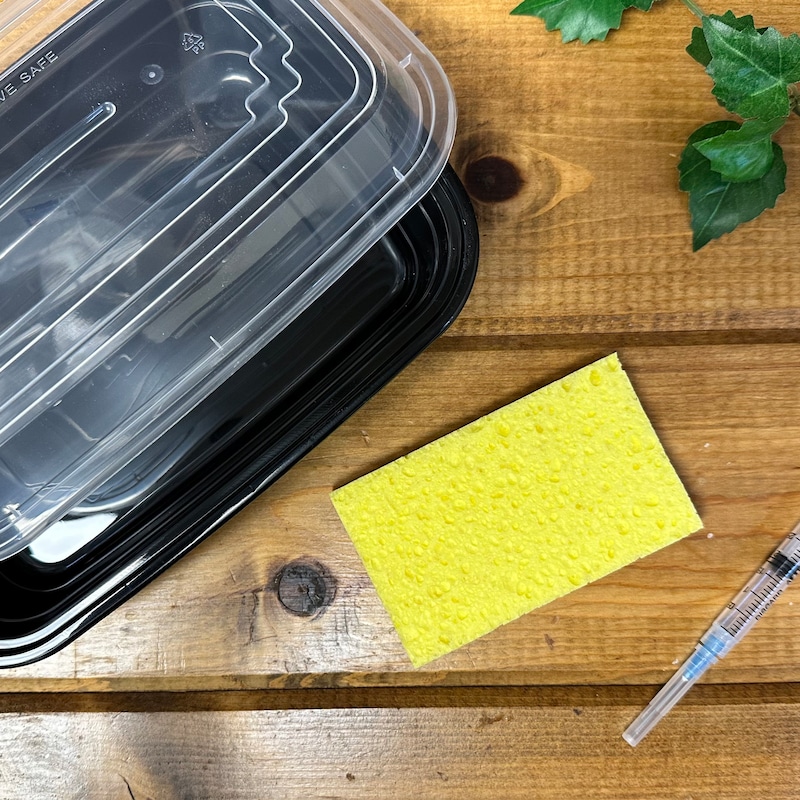 Bug Insect Terrariums - Etsy