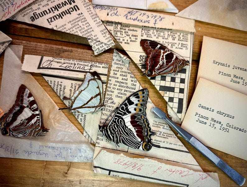 REAL Dried Butterflies for Artwork, Crafts, and Projects! Bulk Dead ...
