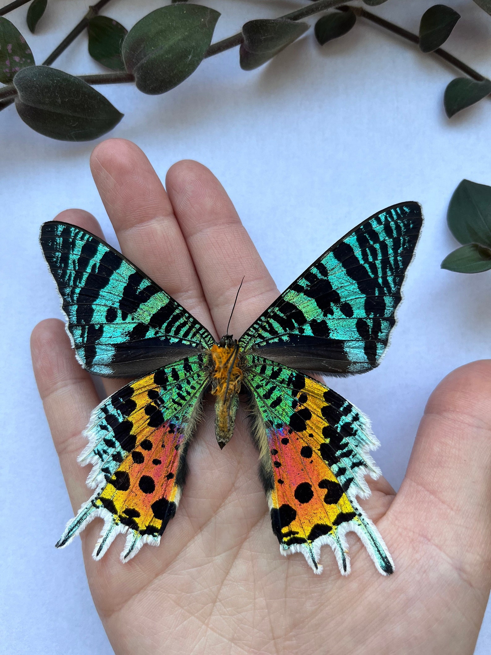 REAL Madagascar Sunset Moth, Urania Ripheus UNSPREAD - Etsy