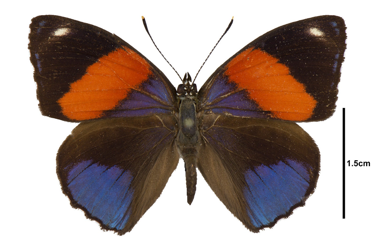 REAL 88 Butterfly, Callicore Hystaspes, Eighty-eight, Dried, Dead ...