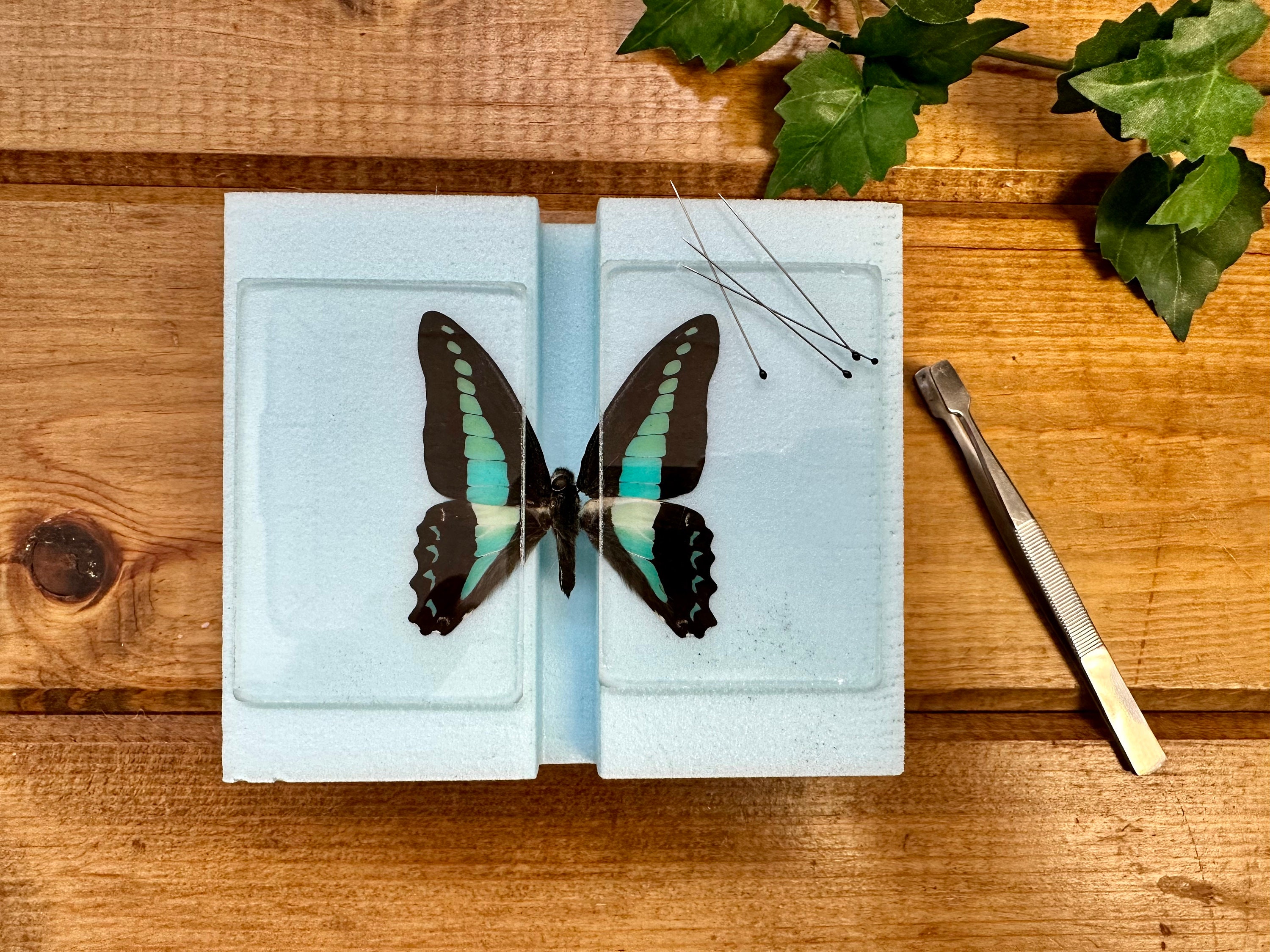 MINI Butterfly Spreading Mounting Board High Density Polyethylene ...