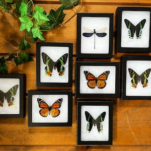 Riker Mount Frames for Insects. Different Sizes! Butterflies, Beetles ...