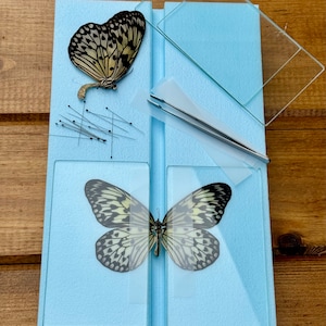 Complete LARGE Butterfly Mounting Kit Insect With Spreading Board - Etsy