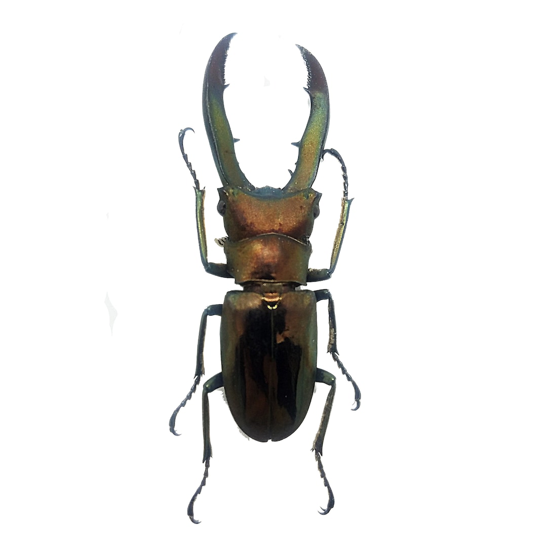 Metallic Stag Beetle 'cyclommatus Metallifer Finae' - Etsy