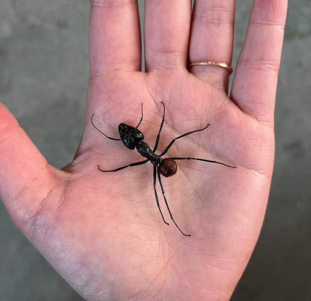 Giant Forest Ant 'camponotus Gigas' - Etsy