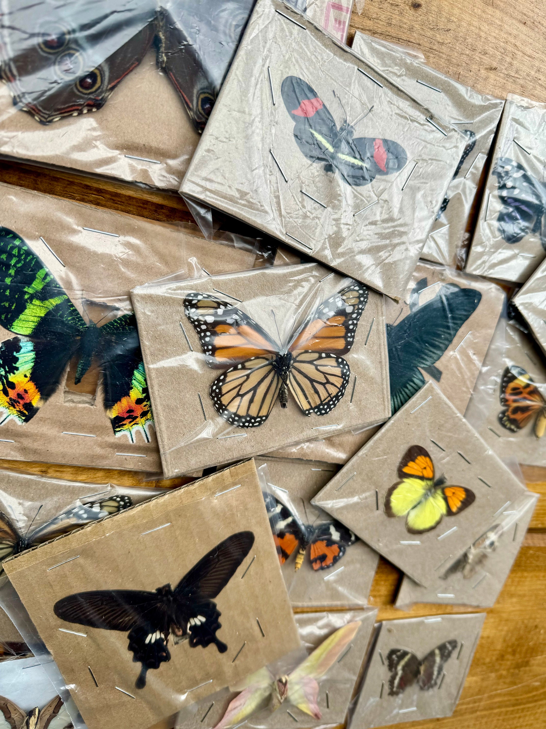 REAL Butterflies and Moths WINGS SPREAD Open, Mixed Random Assortment ...
