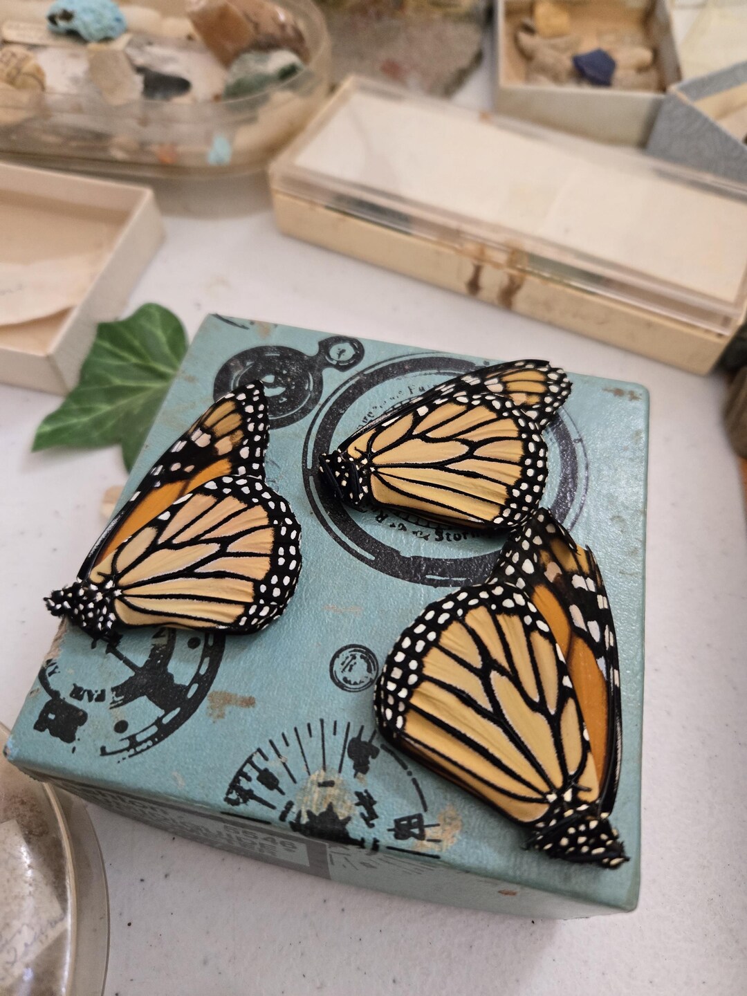 Real 'natural Death' USA Monarch Butterfly--no KILL!-- Sustainably ...