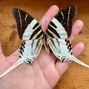 Giant Swordtail Butterfly 'graphium Androcles' - Etsy