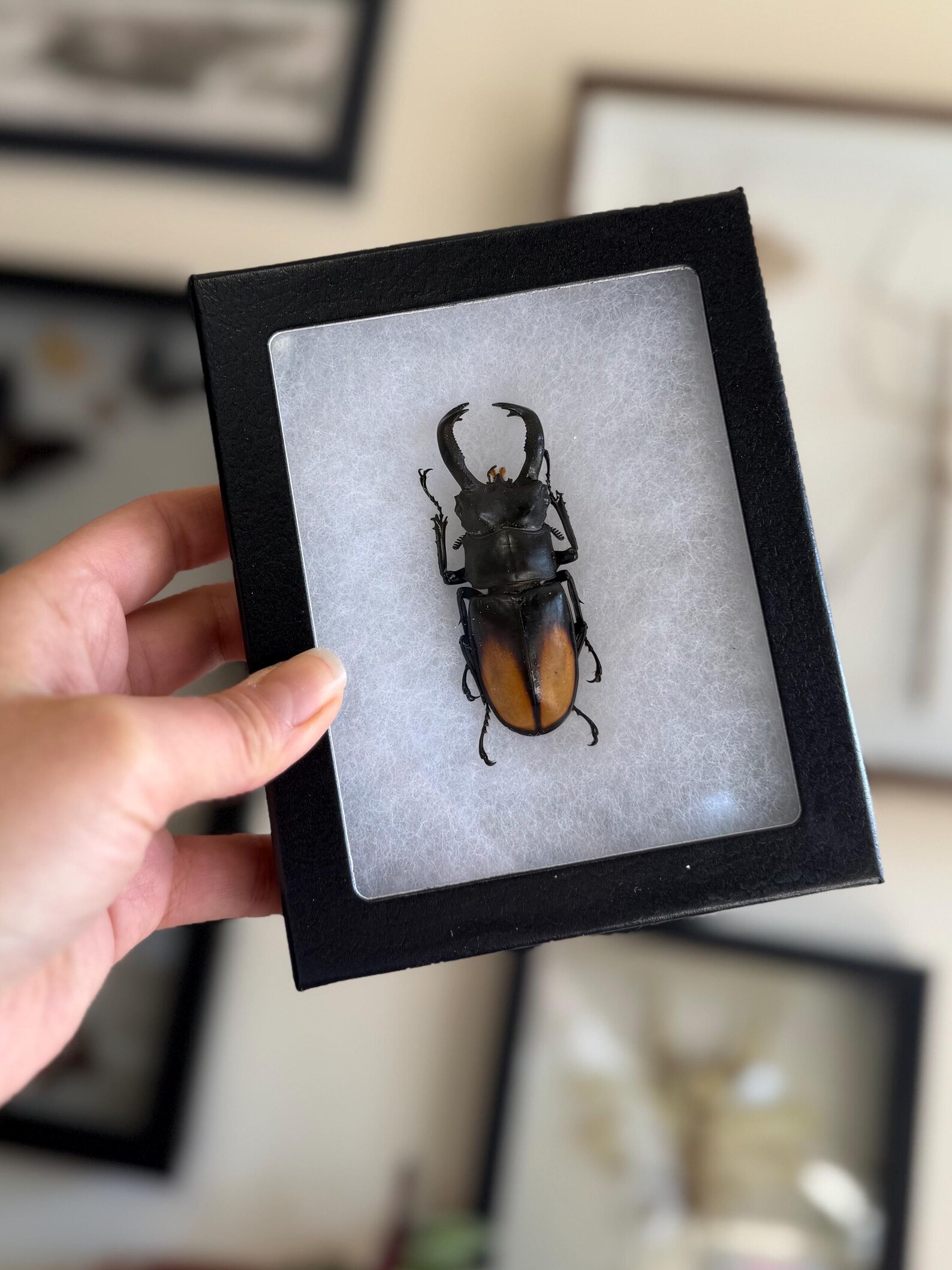 Framed Bugs and Beetles! Spread Specimens in Riker Mount Frames Insect ...