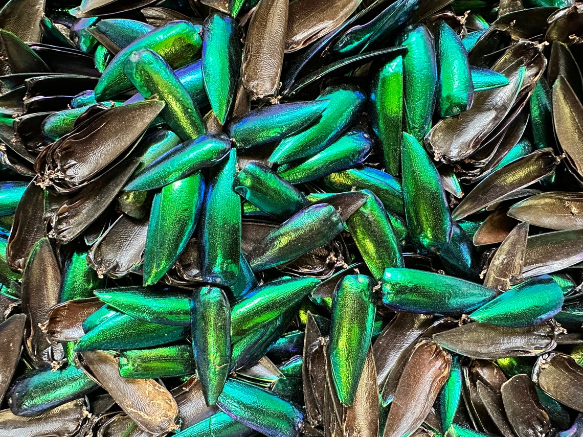 Jewel Beetle Elytra for Art Crafts Jewelry REAL - Etsy