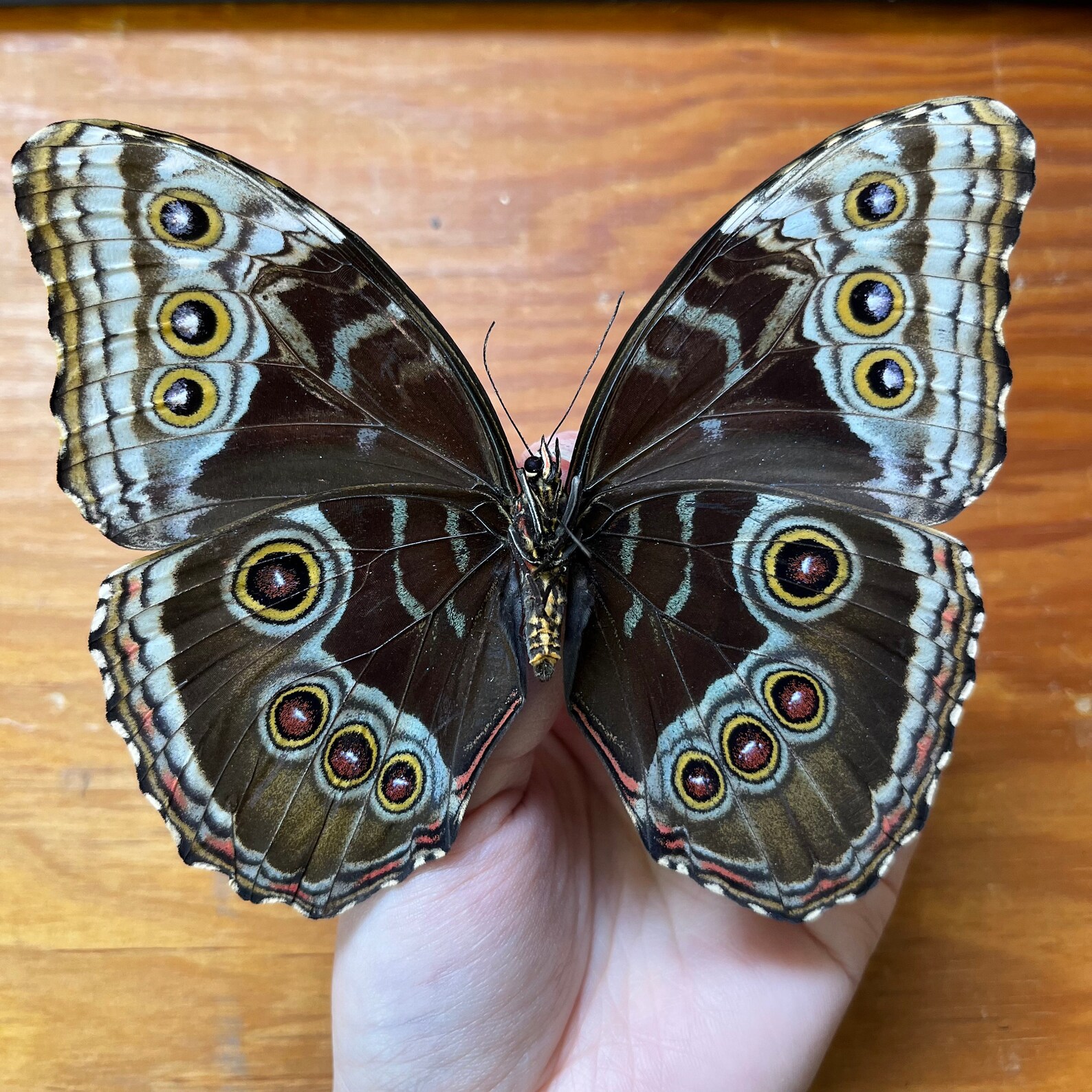 Blue Morpho Butterfly Morpho Helenor Unmounted/unspread - Etsy
