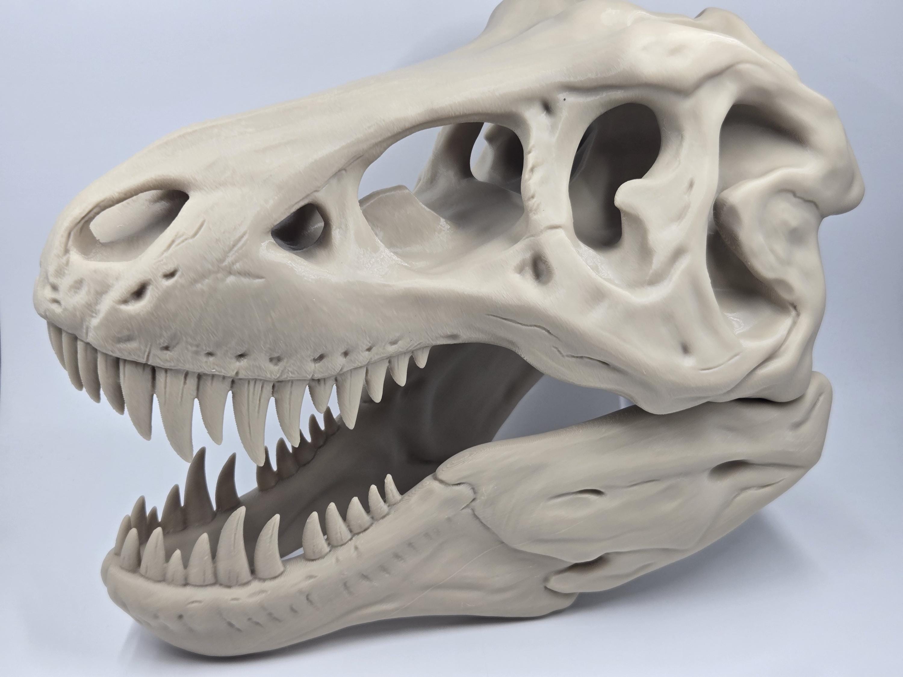 T-rex Skull Exact Replica, BIG! Tyrannosaurus Fossil Bones Specimen ...