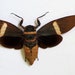 REAL Giant Black Cicada Tosena Albata SPREAD Insect - Etsy