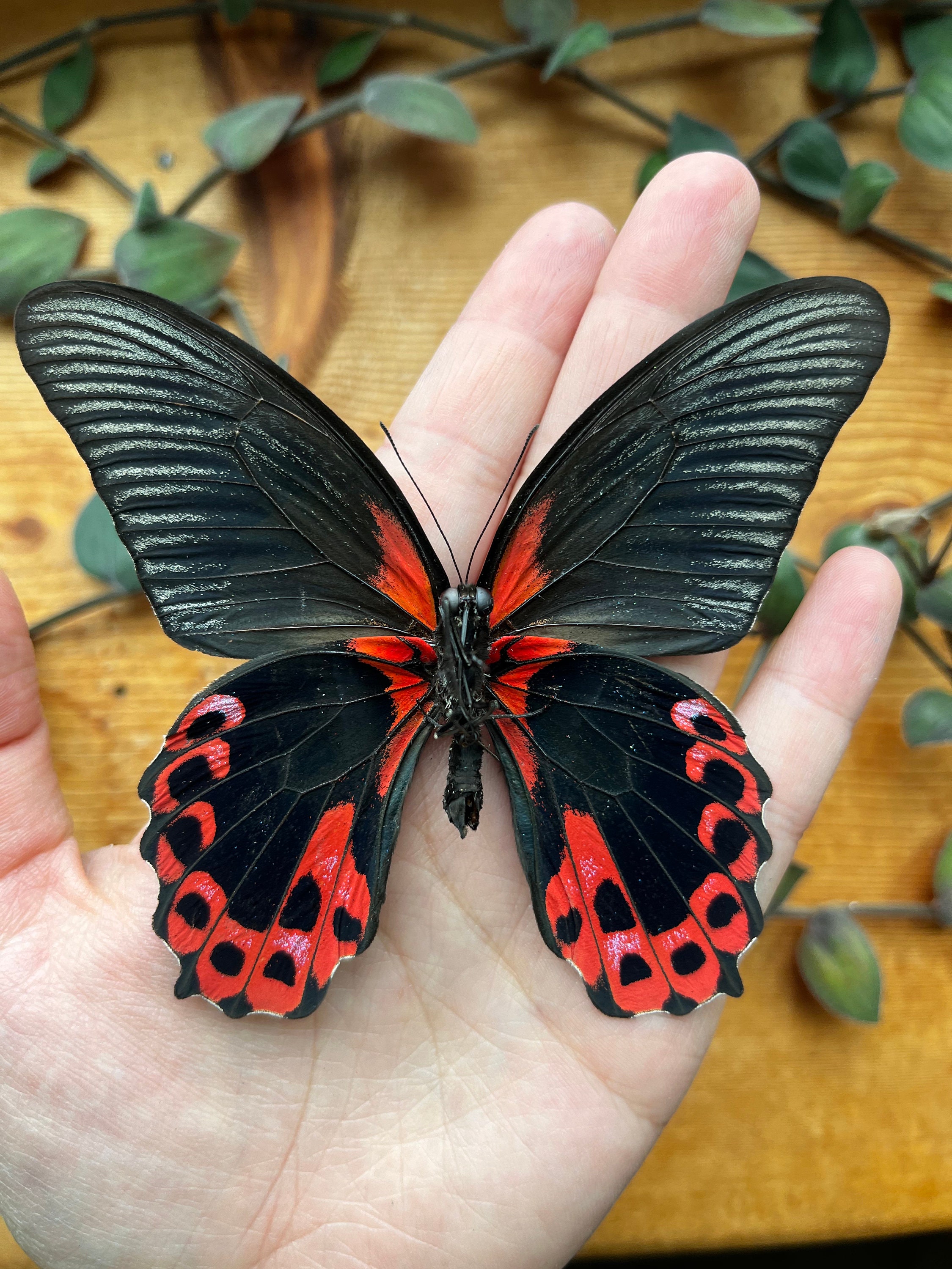 Scarlet Mormon Butterfly Papilio Rumanzovia Red Swallowtail Real ...