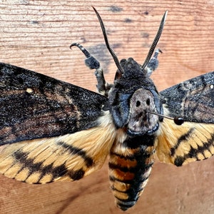 Death's Head Hawkmoth 'acherontia Styx', Real Deathhead Moth, Gothic ...